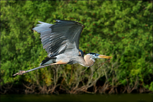 Bellas Aves de El Salvador: Ardea herodias (garza ceniza o azulada ...