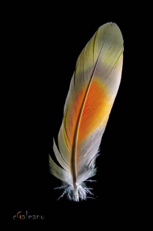 El rincón de los números: Conocemos los atributos ligero y pesado