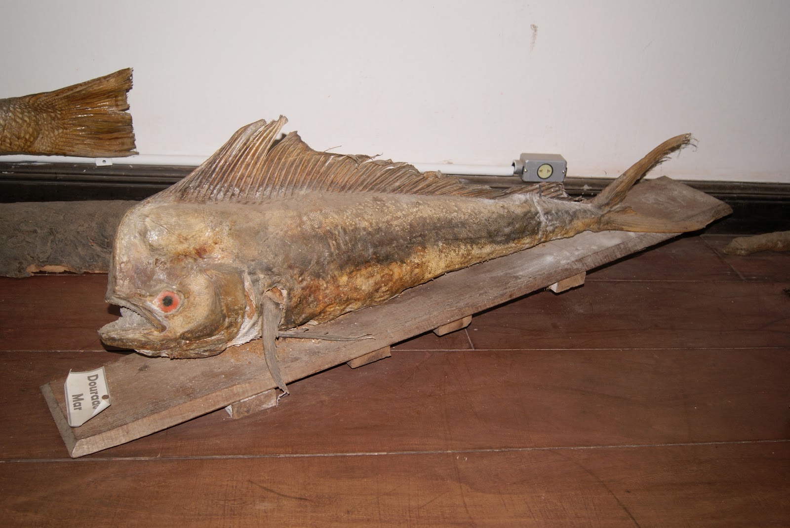 Fotografias de animais: Dourado do mar