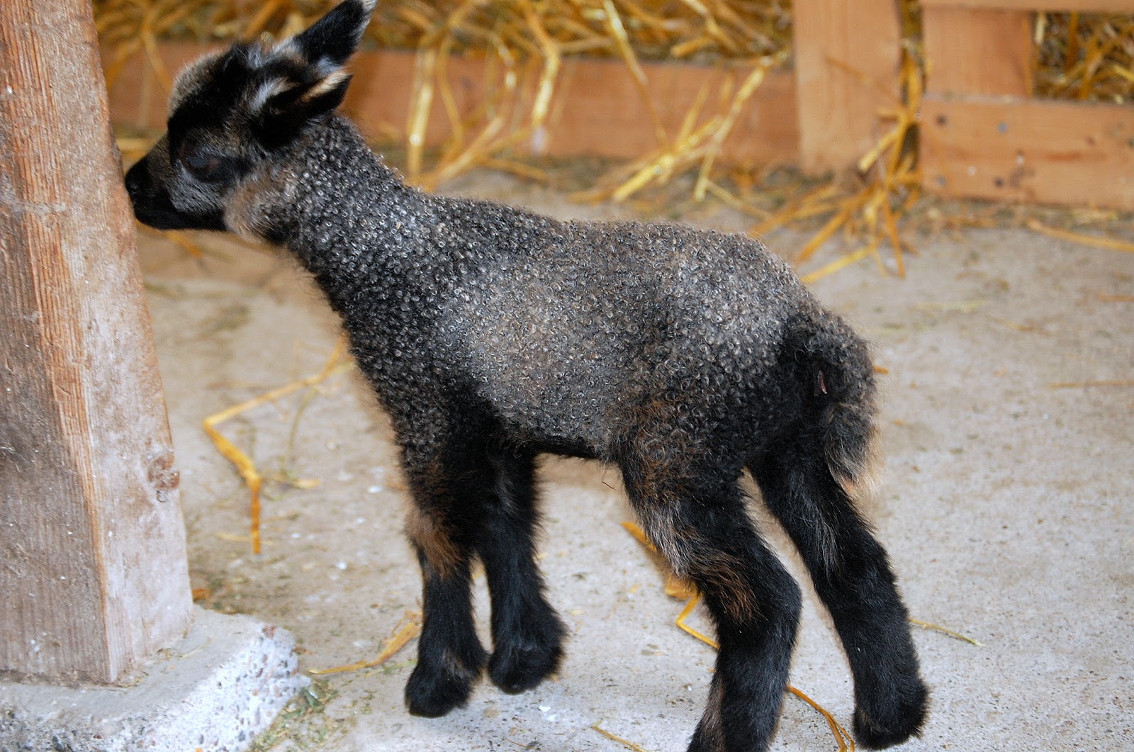 Crosswinds Farm: Gratuitous lamb photos