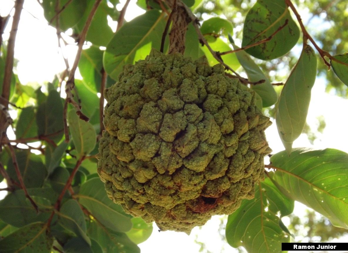 CARPOTECA: ARATICUM ou MAROLO