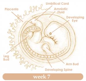 Signs Of Pregnancy : Seventh Week Advices