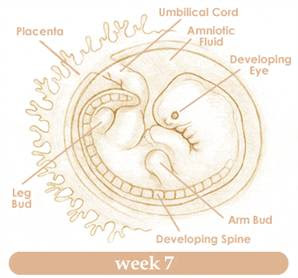 Signs Of Pregnancy : Seventh Week Advices