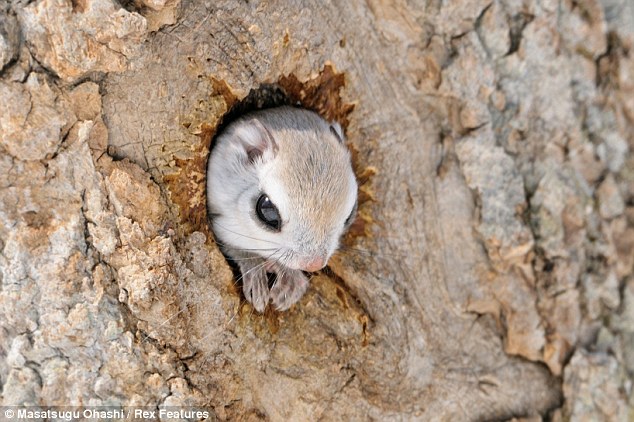 White Wolf : Flying squirrels of Siberia pop out to say hello (Photos ...