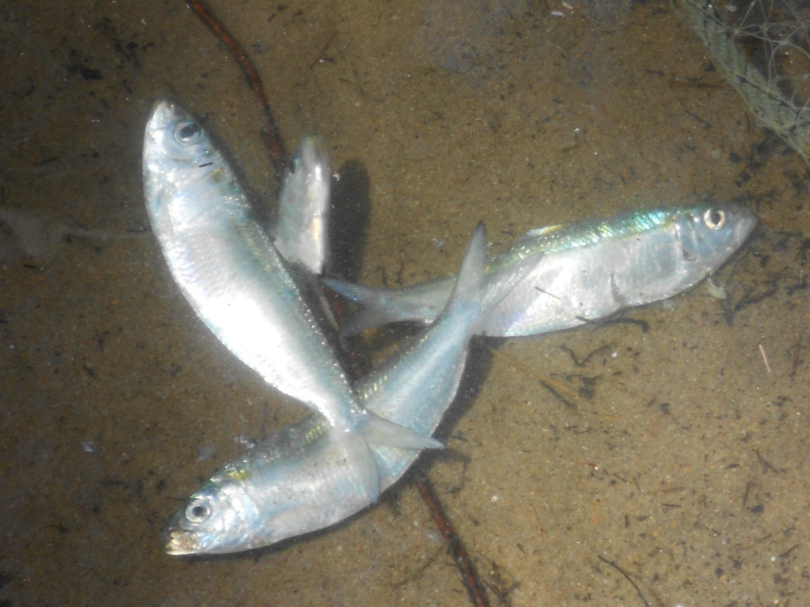 FREELITTLEBRAIN: Terengganu Tamban fisherman