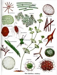 enfermeros microbiologos: microbiologia general ( Luceli Mendez Cruz ...