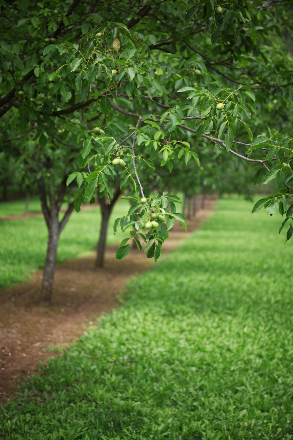 Floorabella's beautiful living: "Noten boomgaard..."