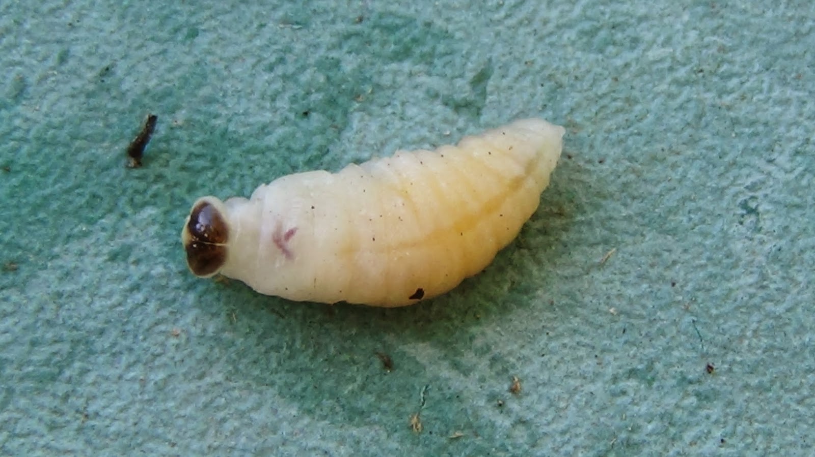 Precious Moments: Wasp Nest // Fun Biology Class