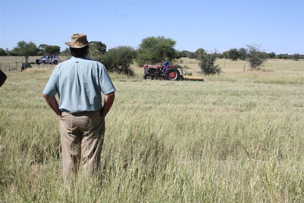 Agri Alert Namibia: Agra shows the value of dry-land cultivated pastures