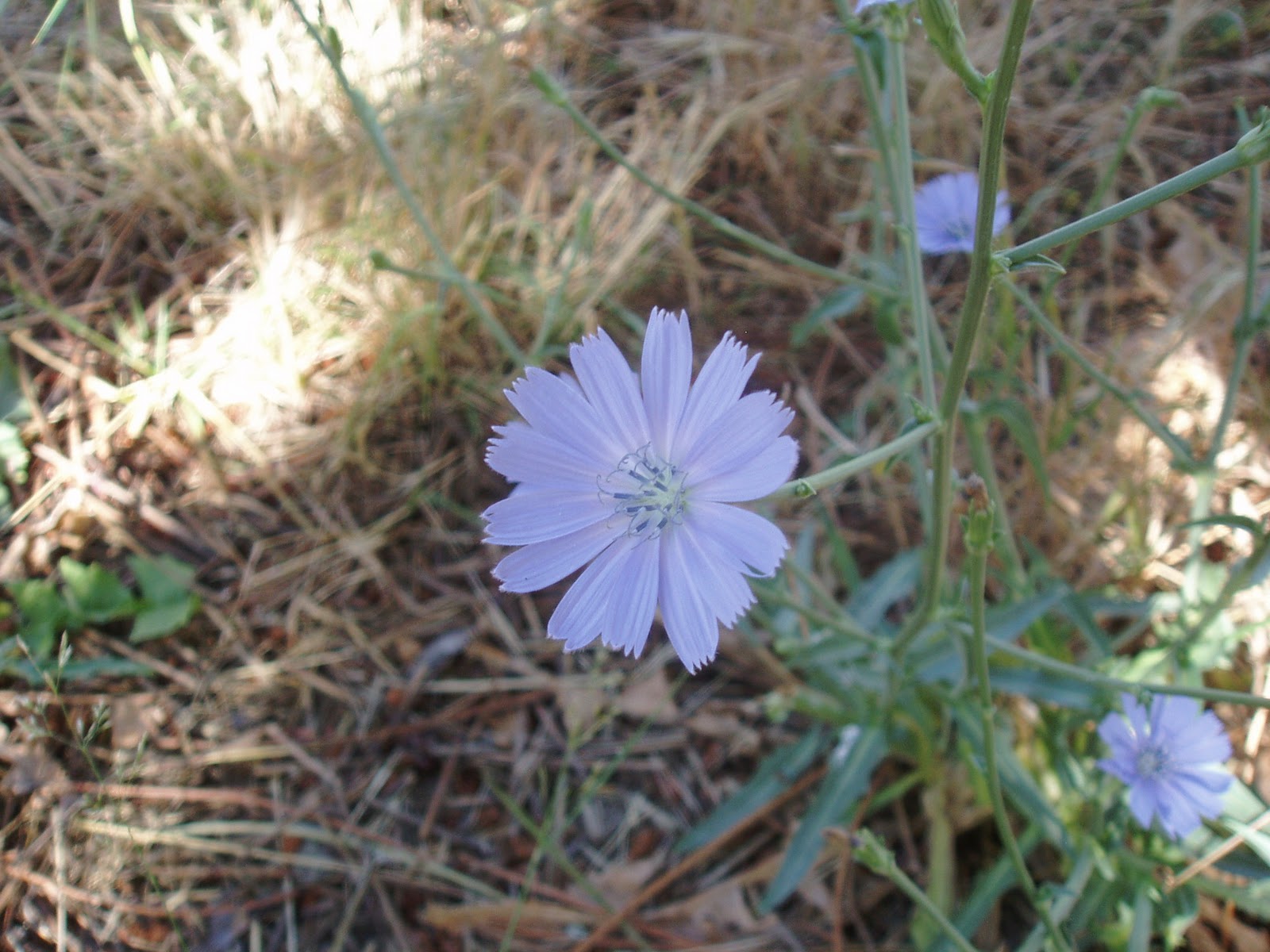 ACHICORIA: Cichorium intybus | Plantas rioMoros