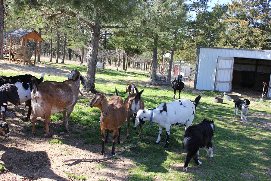 Picnic At Marina: A homemade Chèvre, and a Goat Trip