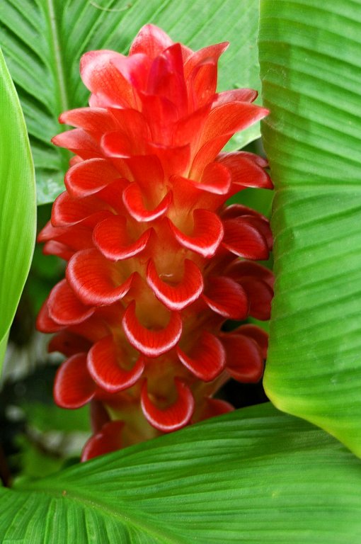 FLORACIONES EN MÁLAGA Y MÁS: Cúrcuma roja e insecto palo