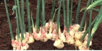 Ilmu Pertanian: Cara Menanam Jahe yang Baik dan Benar