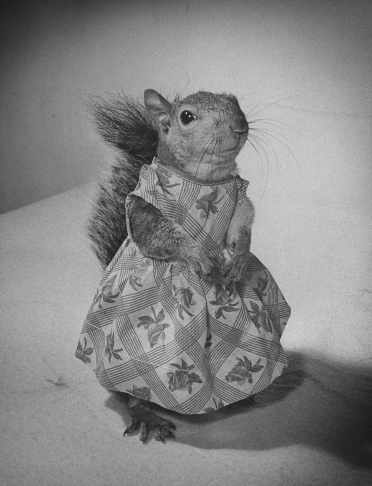 15 Interesting Vintage Portraits of Tommy Tucker, a Squirrel that ...