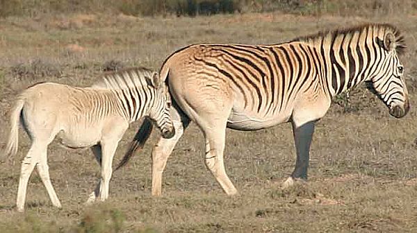 1000+ images about The Quagga Project on Pinterest | In south africa ...