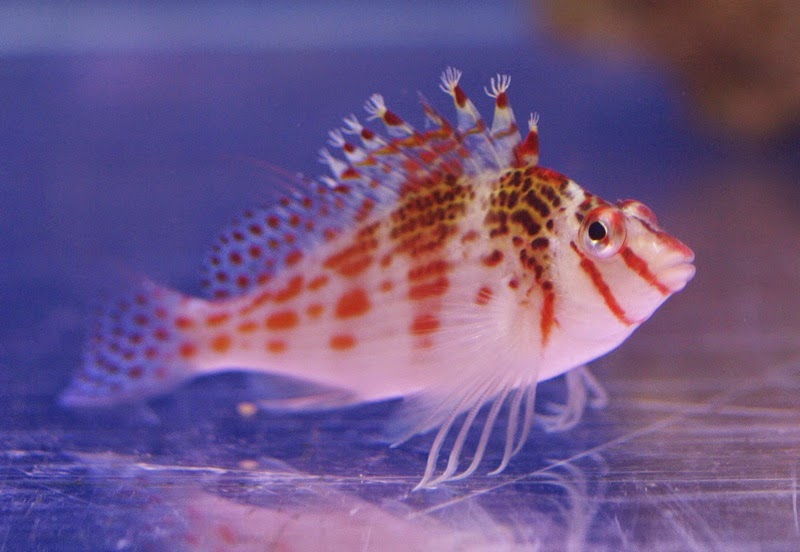 Peces y plantas ornamentales: Cirrhitichthys falco - Pez halcón enano