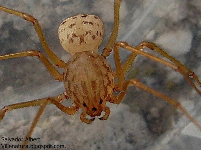 VILLENATURA: Scytodes univittata