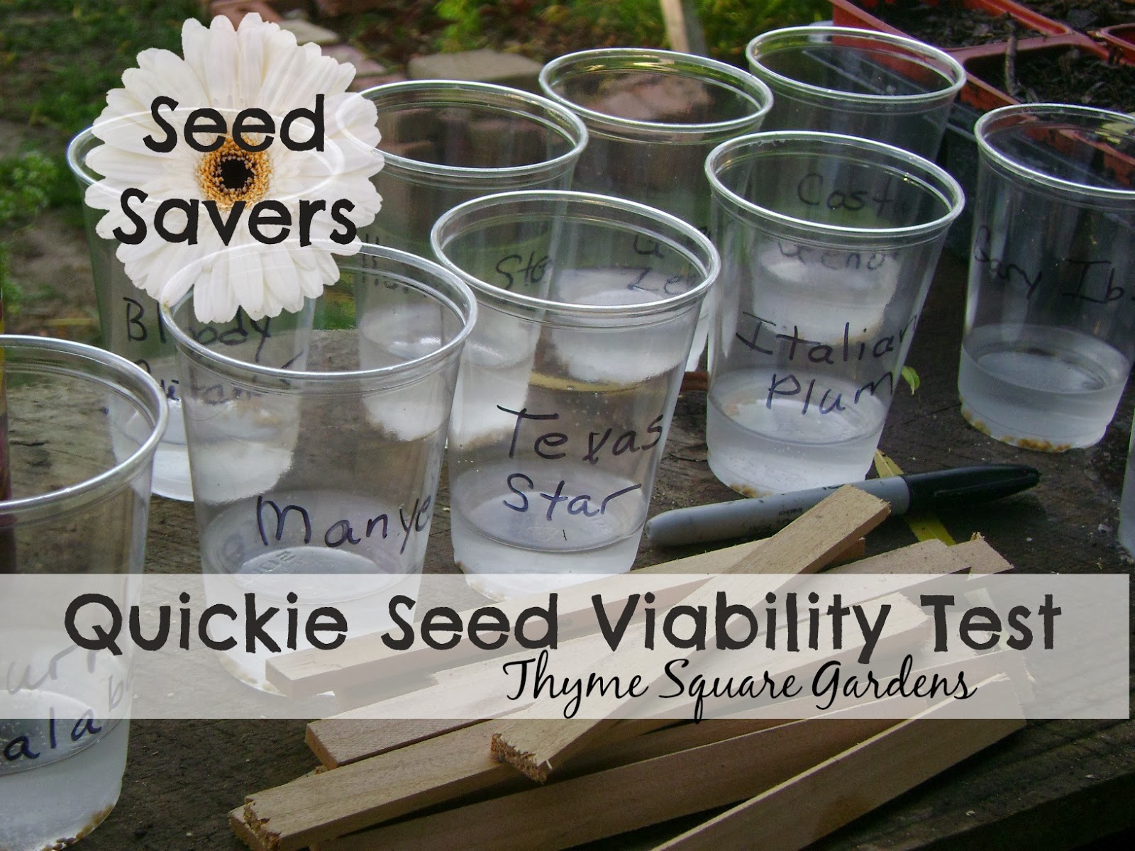 TSG: Seed Savers:The Quickie Seed Viability Test