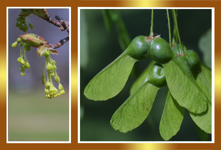 Guía del Plantabosques: LOS ARCES DEL ESTE DE NORTEAMÉRICA