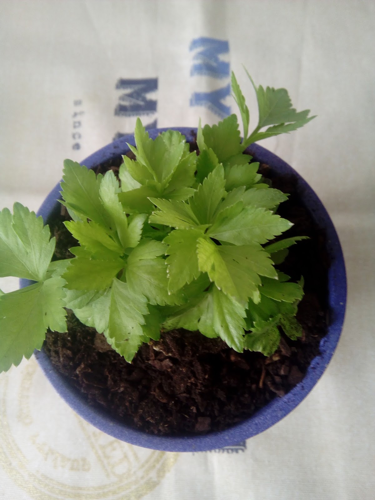 Eni's Kitchen: El Apio y como aprovechar cada parte de la planta ...