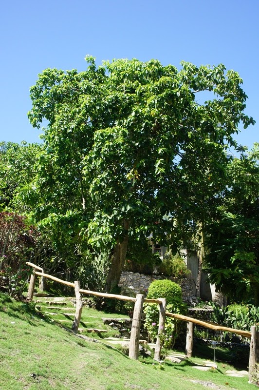 OUR PHILIPPINE TREES: The Boholano Banilad