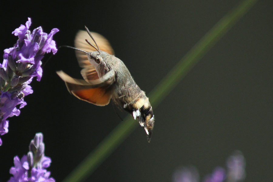 Mini-Wild: Papillons en vol