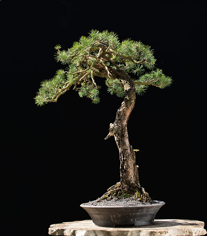 Walter Pall Bonsai Adventures: Scots Pine literati avaiable