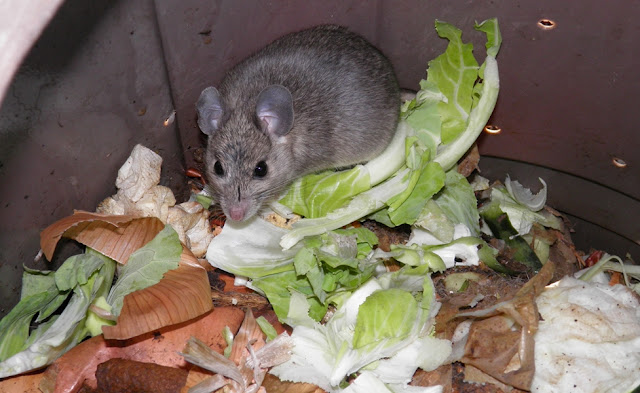 Tips and Tricks To Keep Rodents and Critters Away From Your Compost Bin ...