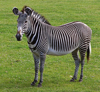 Grevy's Zebra | Animal Wildlife