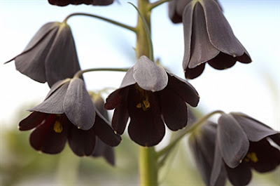 THE PERSIAN LILY - Fritillaria persica |The Garden of Eaden