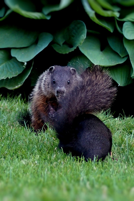 Adagio: Groundhog vs Black Squirrel