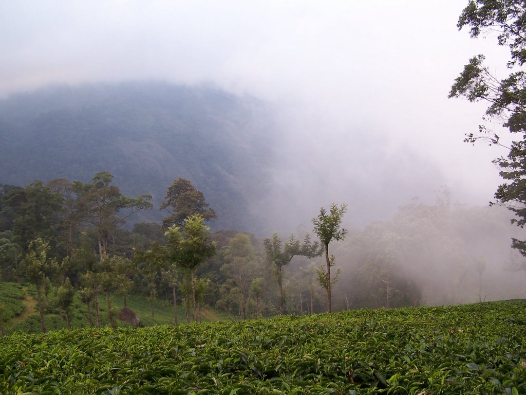 Tamilnadu Tourism: Manjolai Tea Estate, Manjolai Hills