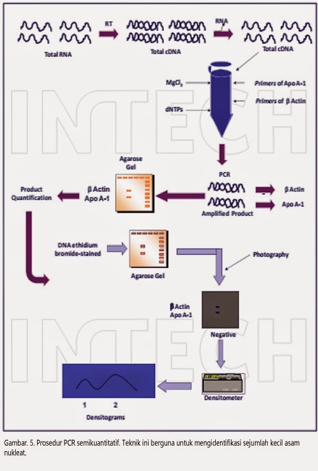 Sekilas tentang Polymerase Chain Reaction (PCR)