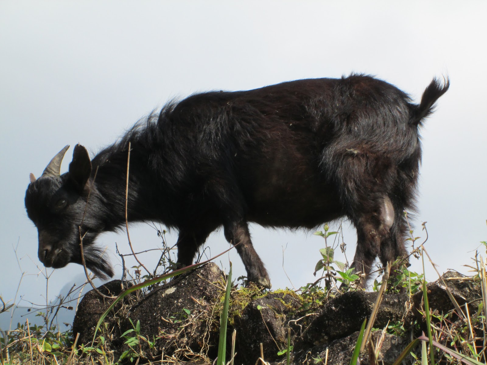 Vietnam by Tiger Cam: Water Buffalo (and other domestic animals)