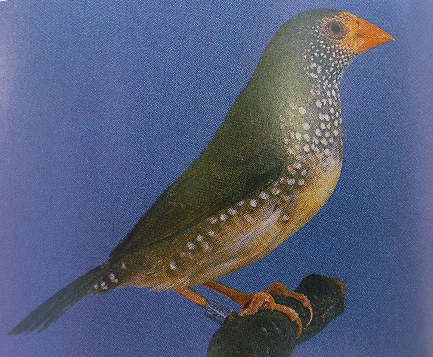 Australian Birds Star Finch Sex Differences