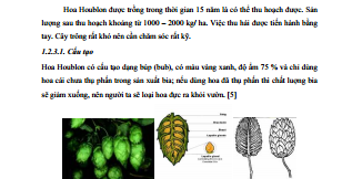 Hoa houblon và công nghiệp sản xuất bia | Cộng đồng Kỹ thuật cơ điện ...