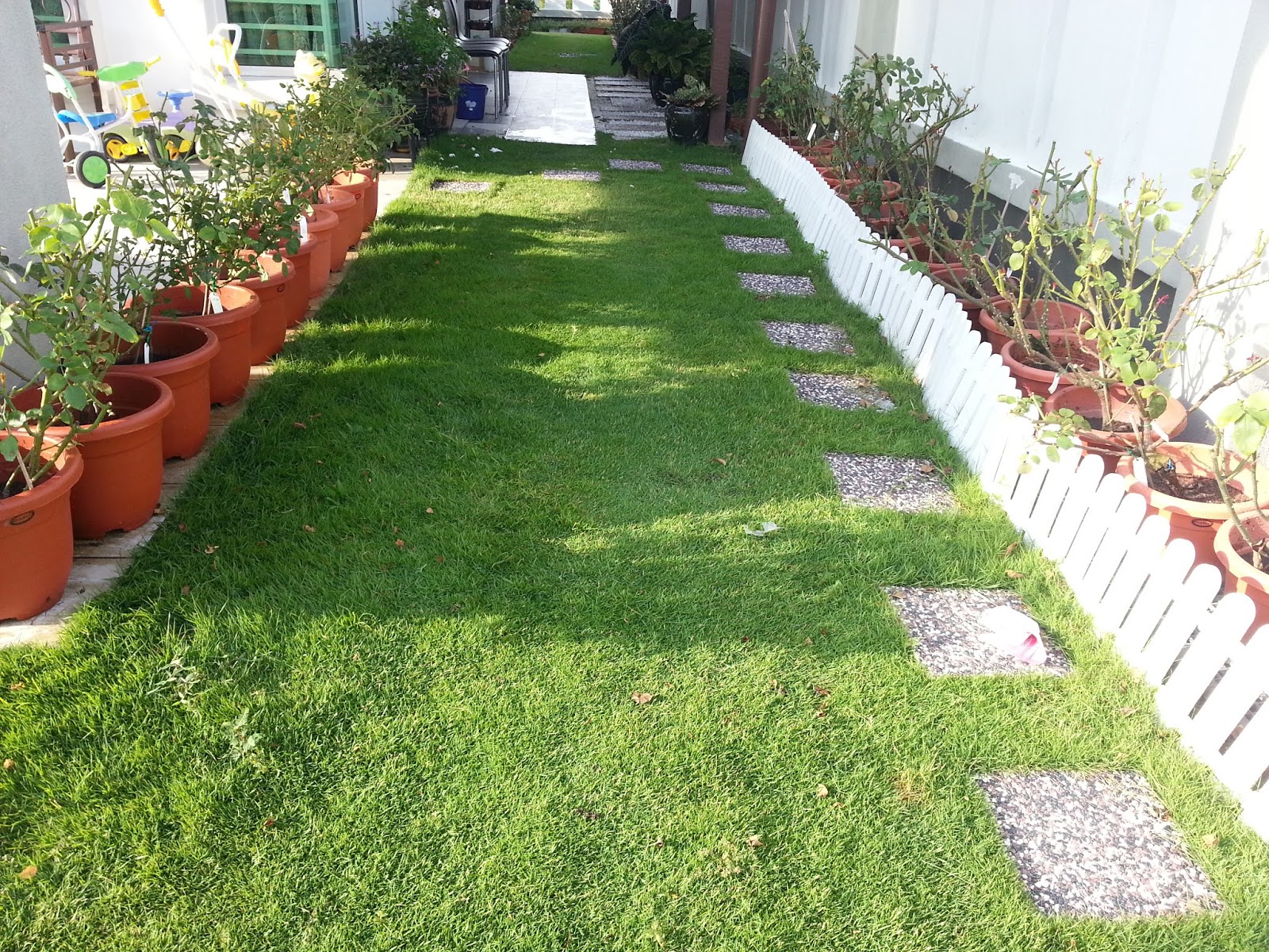 All About Norin's Garden: Mencantas pokok ros, mengapa dan bagaimana?