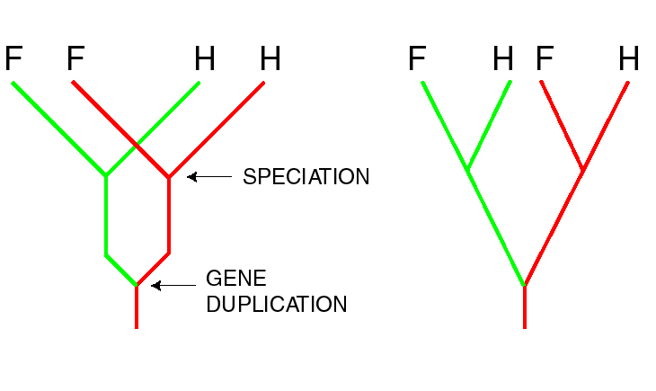 Treevolution: Biology through the evolutionary lens: wrap-up of the ...