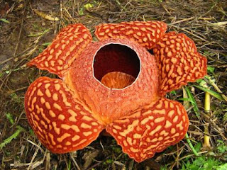 Traveling & Touring: Padma Raksasa atau Bunga Rafflesia (Rafflesia ...