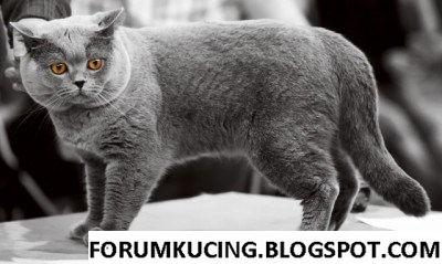 Jenis Kucing British Shorthair - KUCING INDO