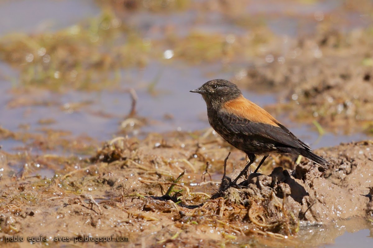 mis fotos de aves: Lessonia oreas Sobrepuesto Puneño Andean Negrito