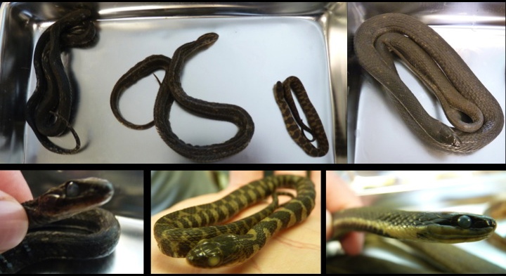 Biology of the Reptilia: Lab #6 Serpentes and Ophidia: Alex Valigosky ...