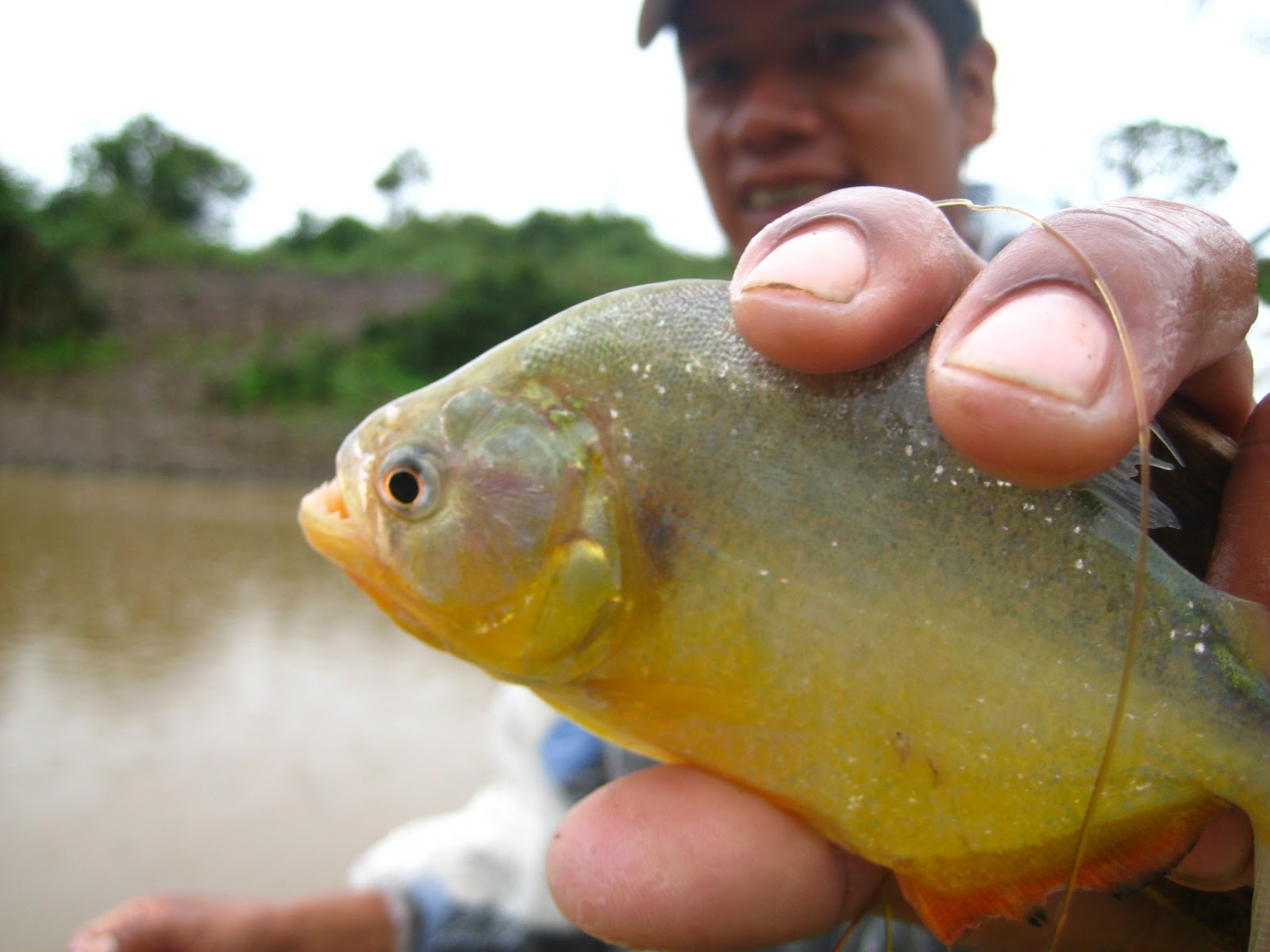 Wandering Jenny: Las Pampas, fishing for piranha