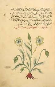 Ahli Botani Pada Masa Kejayaan Islam