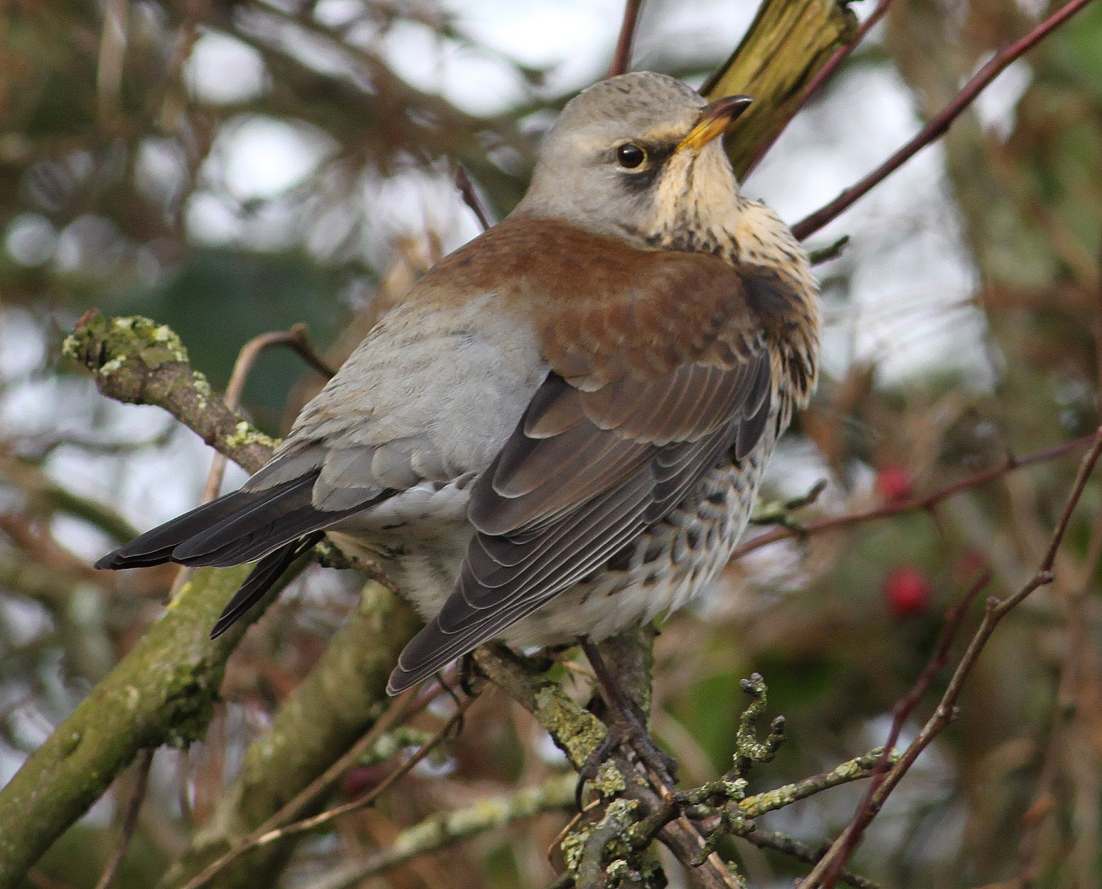 Another Bird Blog: Mostly Thrushes