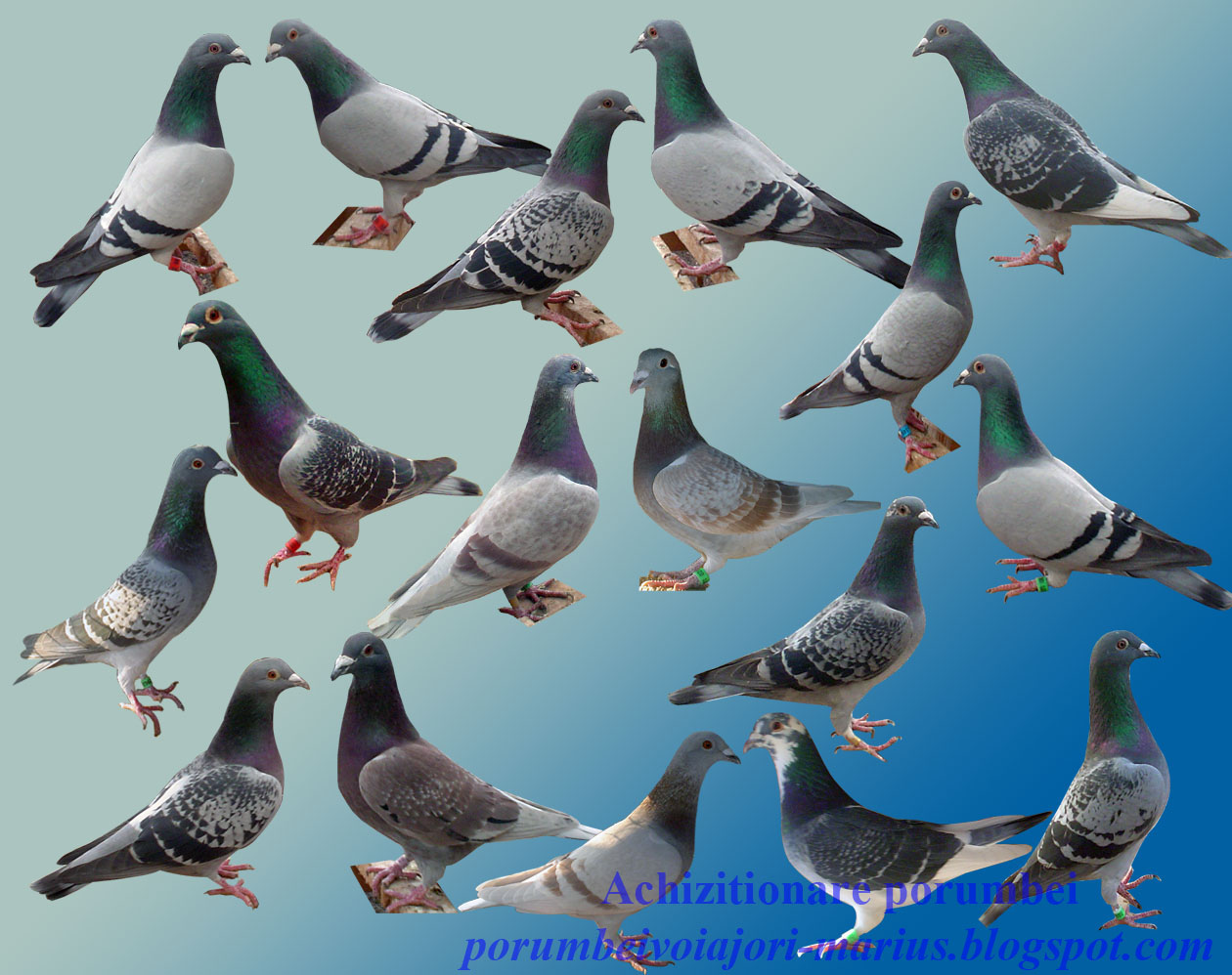 PORUMBEI VOIAJORI: II - Notiuni elementare - Achizitionarea porumbeilor