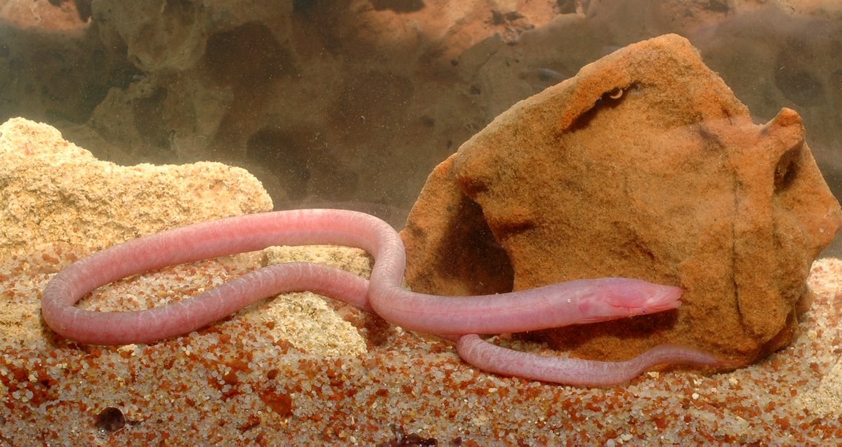 Species New to Science: [Ichthyology • 2018] New Populations of the ...