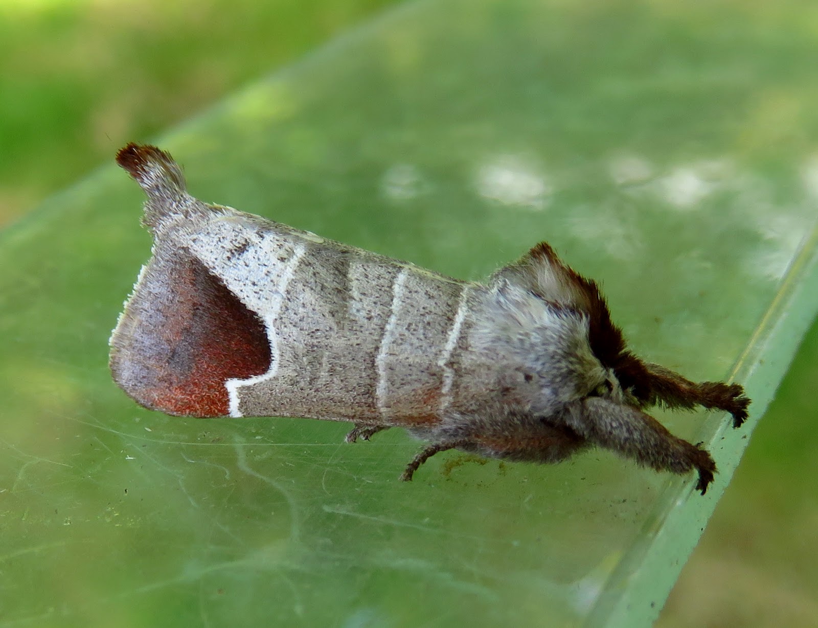 MERSEA WILDLIFE: MAY MOTHS