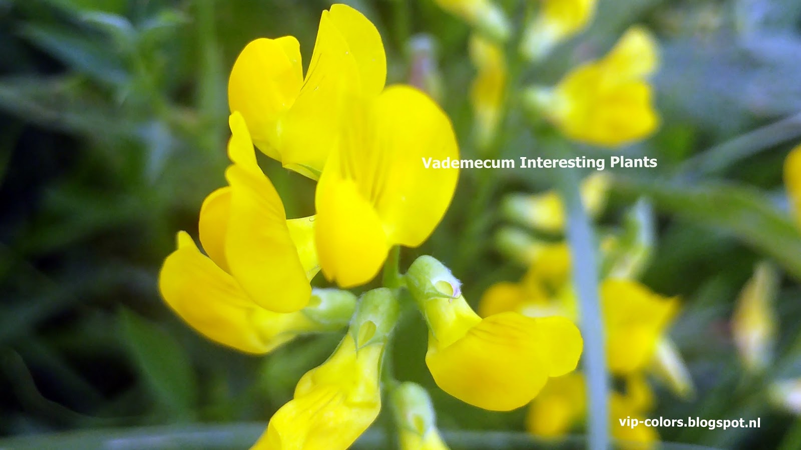 Vademecum Interesting Plants: Lathyrus pratensis - Groszek żółty ...