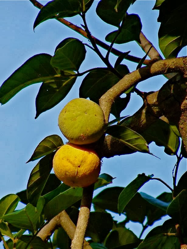 1784: Philippine Tree of the Month: Santol
